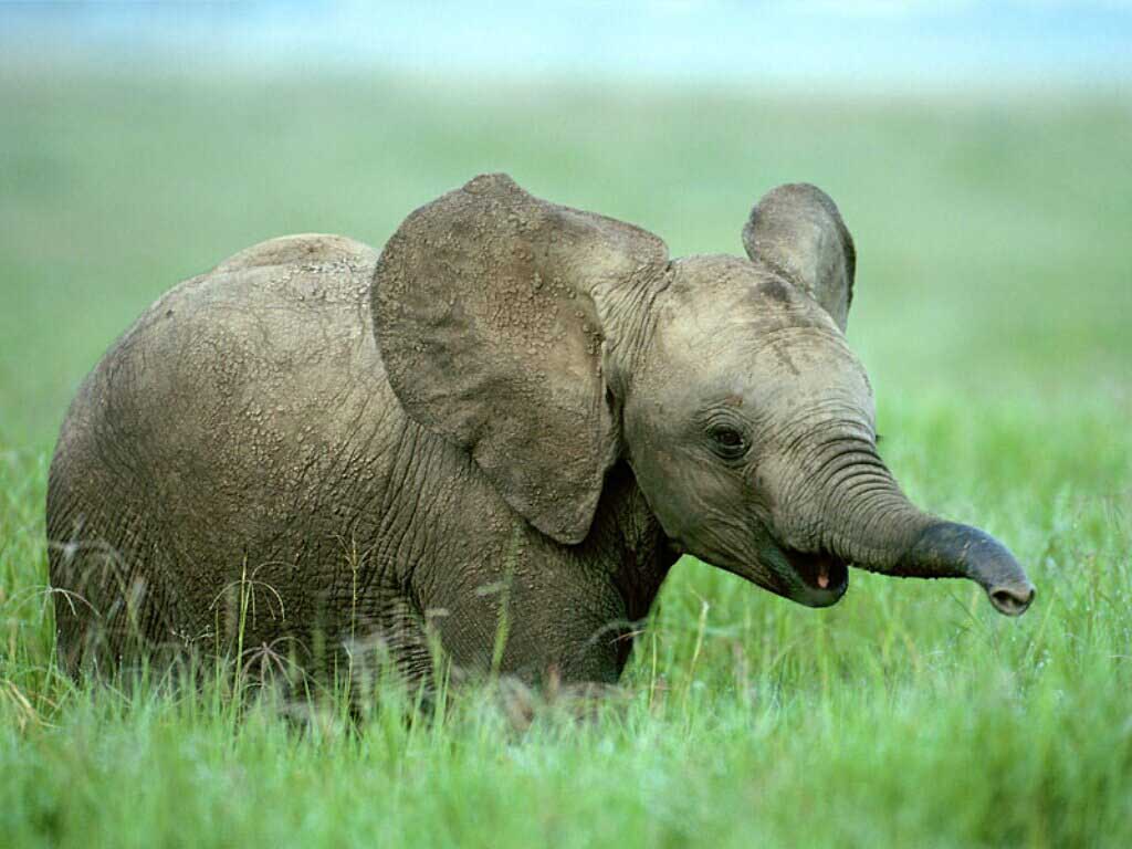 Elephant Lessons Men Leading Boys To Manhood